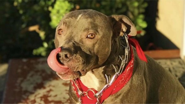 Buscan a hombre que le disparó a un perro en Menlo Park – Telemundo ...