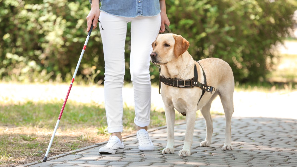 La Bahía cuenta con centro de entrenamiento de perros guía para ...