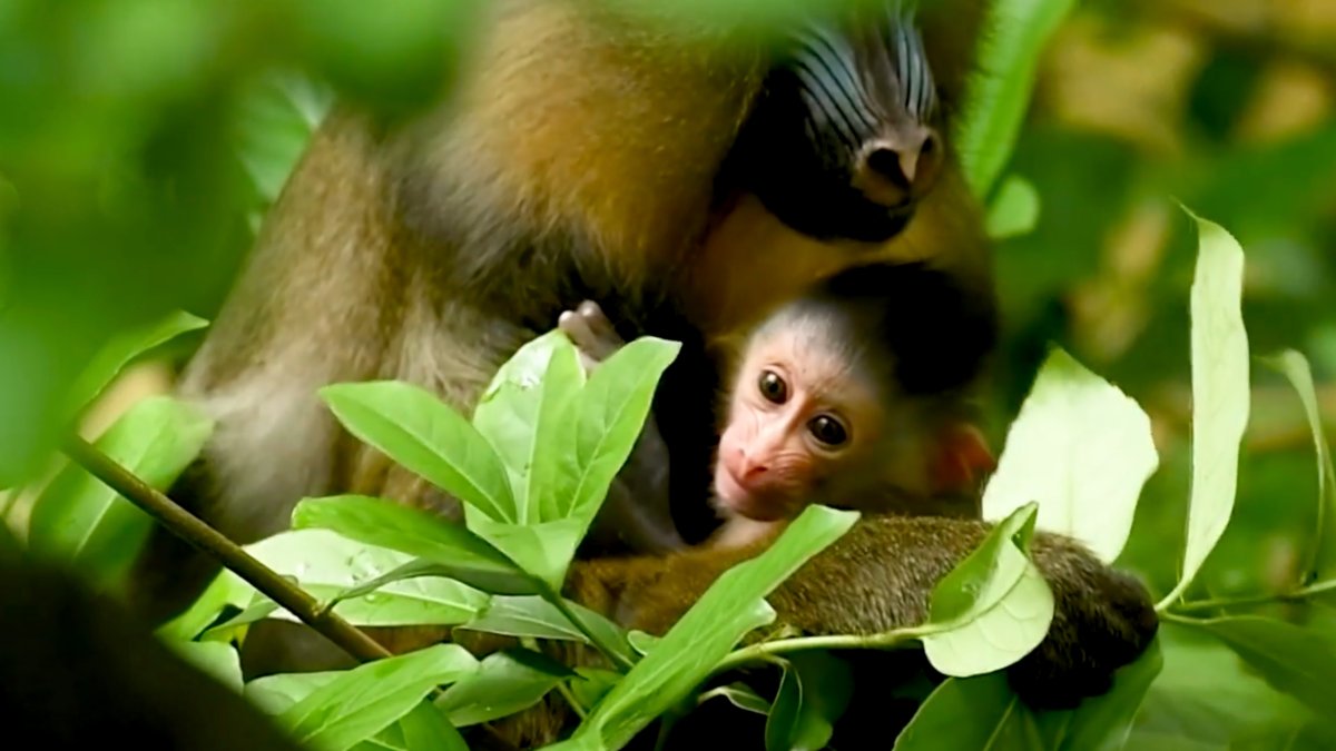 Conoce a Ivy, la adorable bebé mandril recién nacida en Disney ...