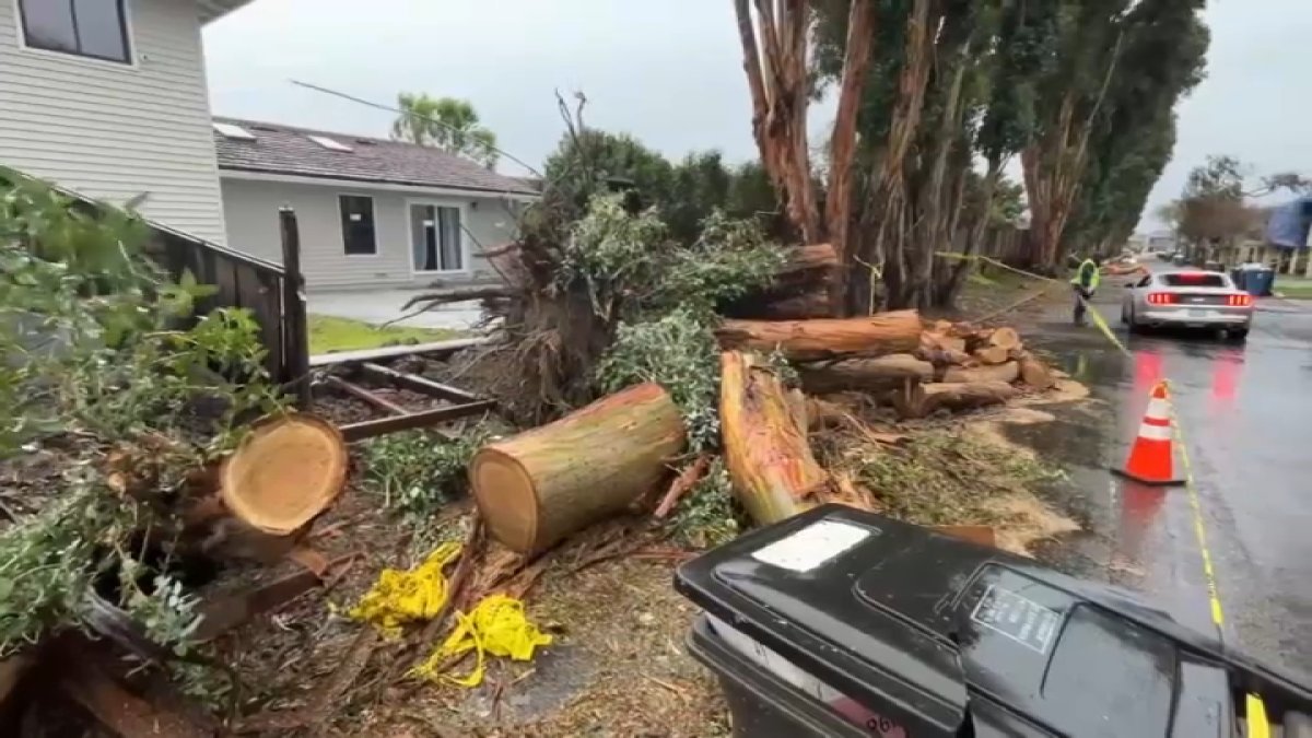 Cuáles son los pasos para reportar árbol que representa una amenaza a la comunidad – Telemundo ...