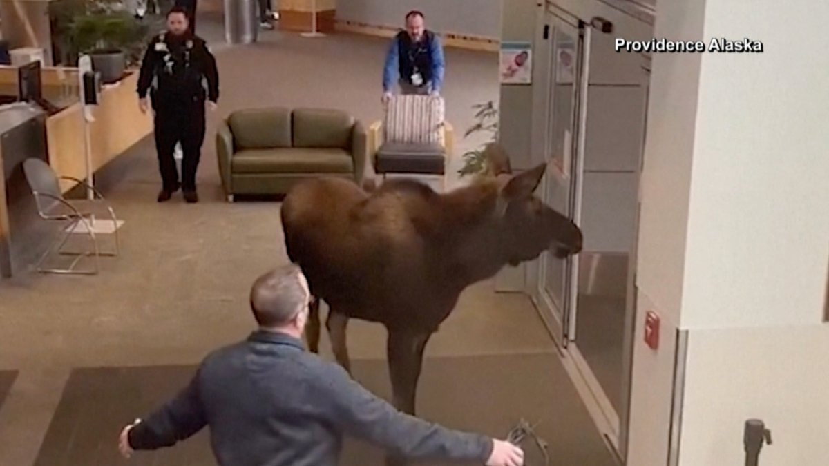 Estados Unidos: enorme alce ingresa a hospital de Alaska – Telemundo ...