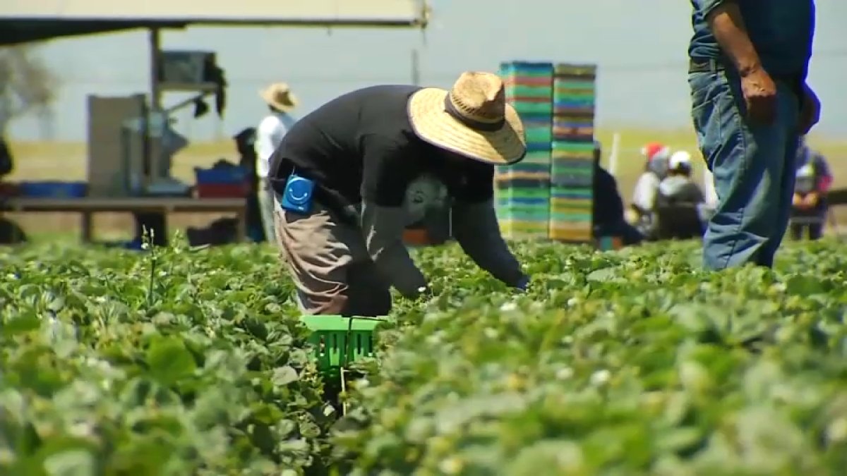 Cal/OSH derechos de trabajadores al aire libre en California ...